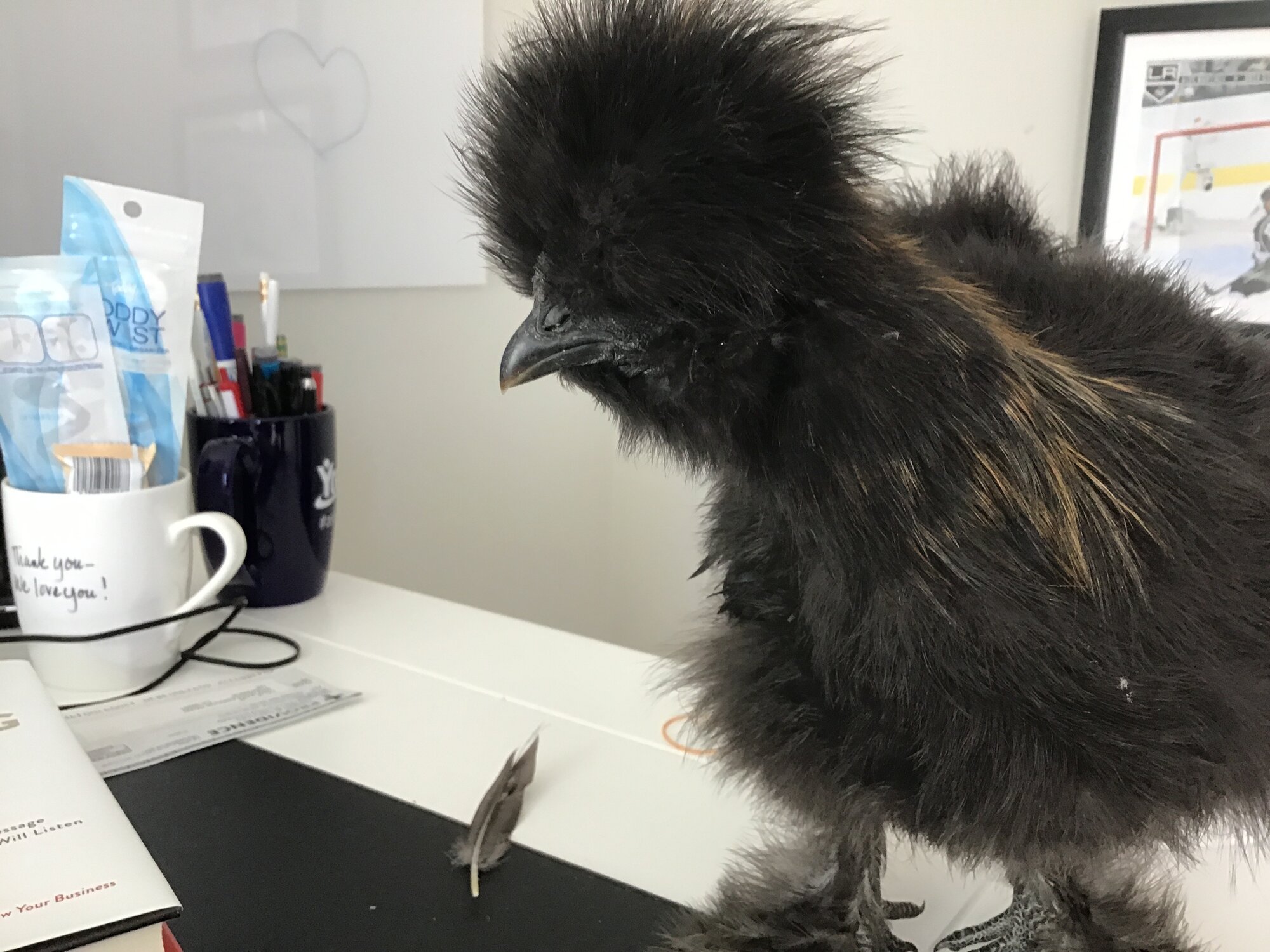 Silkie roo or hen? | BackYard Chickens - Learn How to Raise Chickens