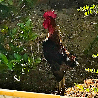 So Just How Loud Is A Rooster's Crow? | BackYard Chickens - Learn How ...