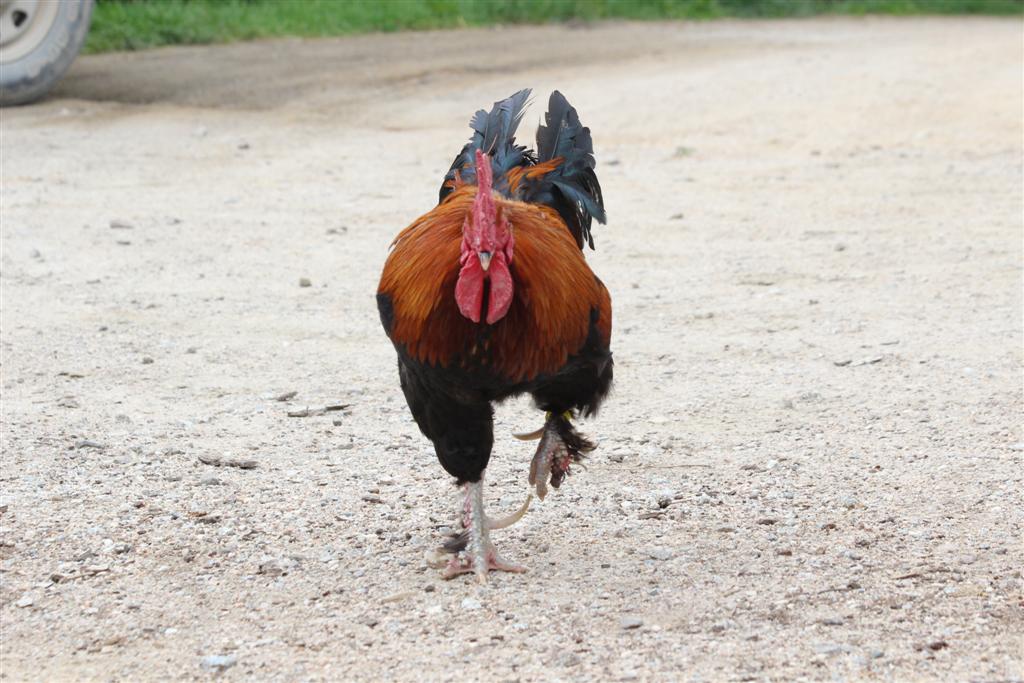 Some Chicken Photographs | BackYard Chickens - Learn How to Raise Chickens