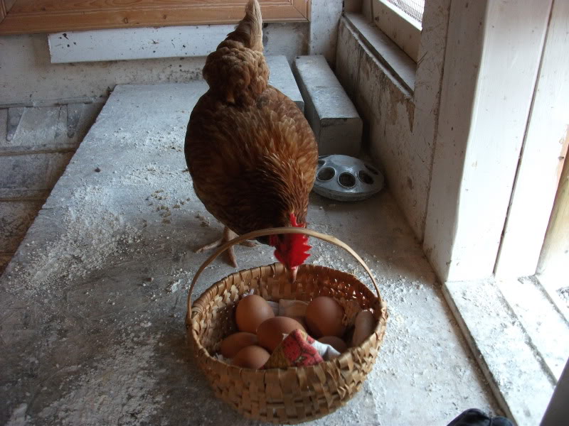 Some Thoughts On General Coop Hygiene And Ventilation | BackYard ...