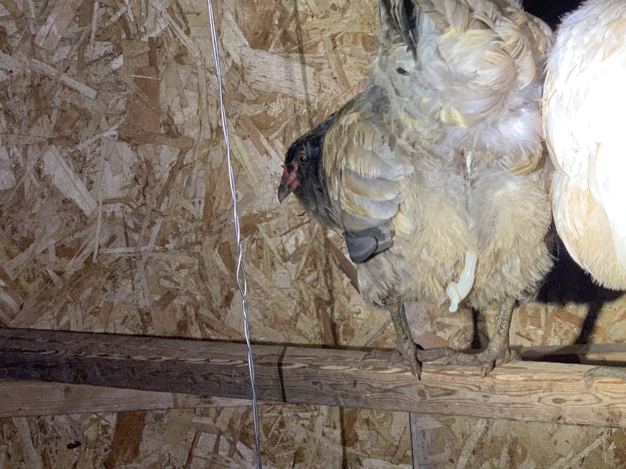 Something white/clear hanging from butt | BackYard Chickens - Learn How ...