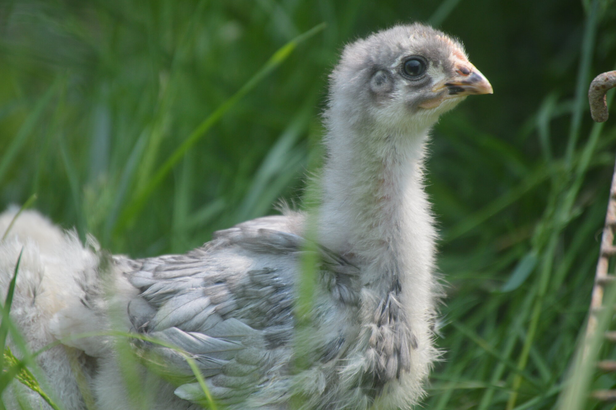 Starting Over the Dual Purpose Project | BackYard Chickens - Learn How ...