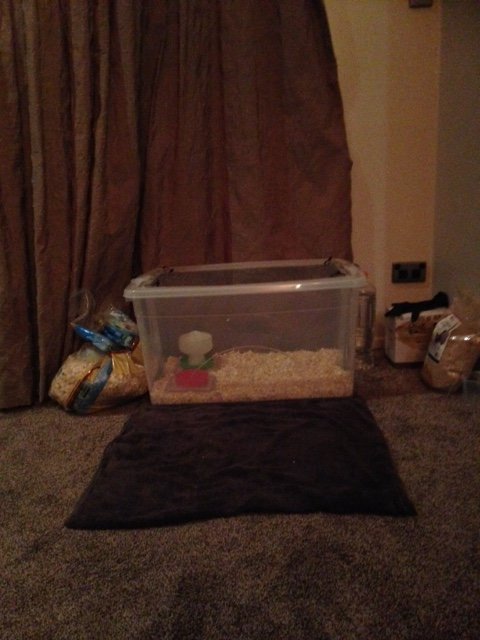 Storage-Box chick brooder | BackYard Chickens - Learn How to Raise Chickens