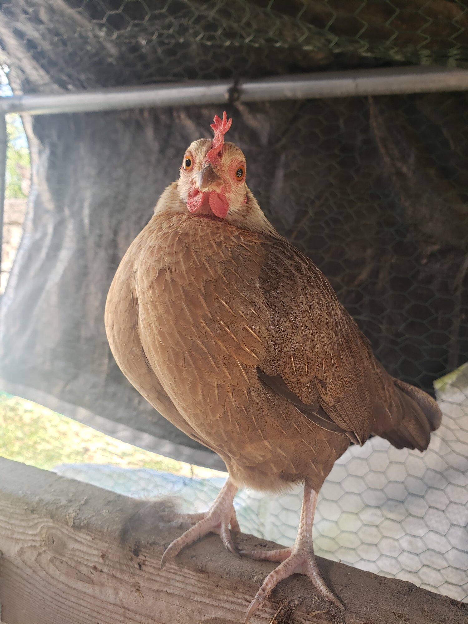 Texas towns that allow roos | BackYard Chickens - Learn How to Raise ...
