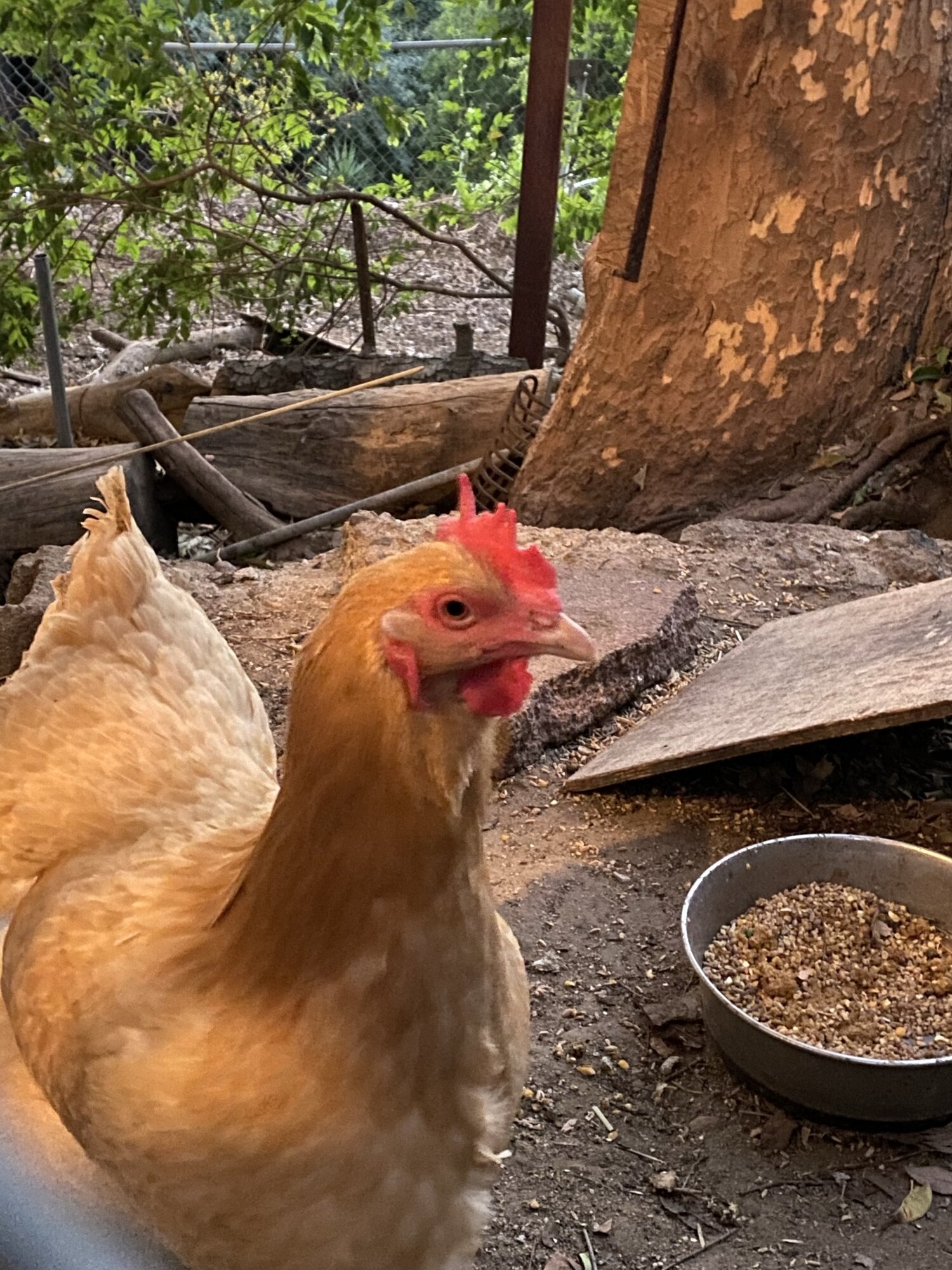 Thanks for Peritonitis help! | BackYard Chickens - Learn How to Raise ...