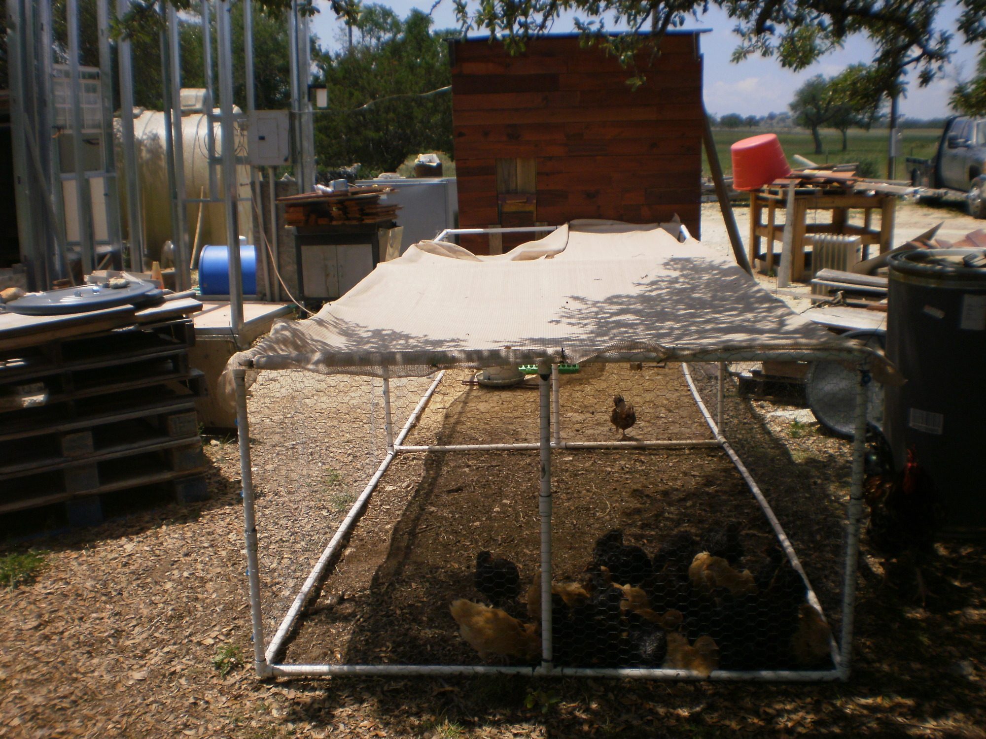 That Place Where The Chicks Sleep | BackYard Chickens - Learn How to ...