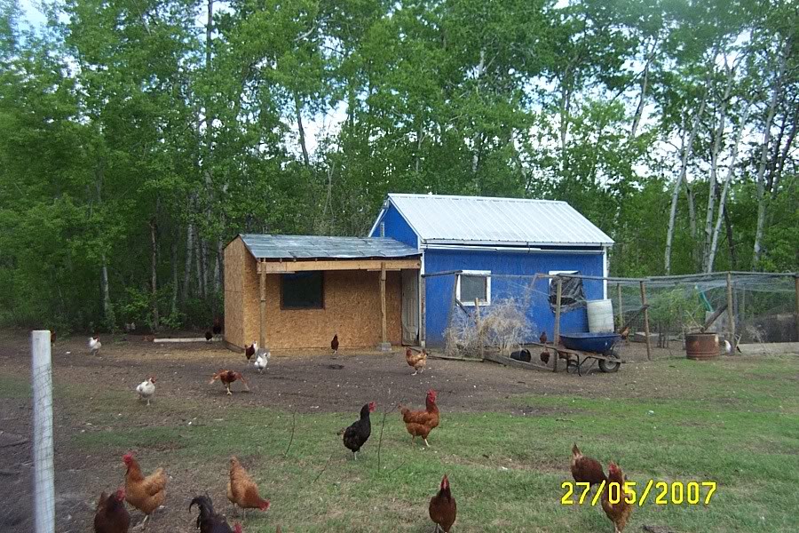 The Barn | BackYard Chickens - Learn How to Raise Chickens