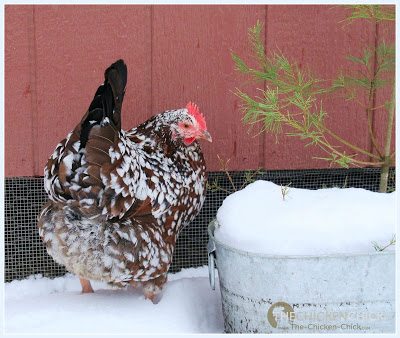 The best cold-hardy breeds | BackYard Chickens - Learn How to Raise ...