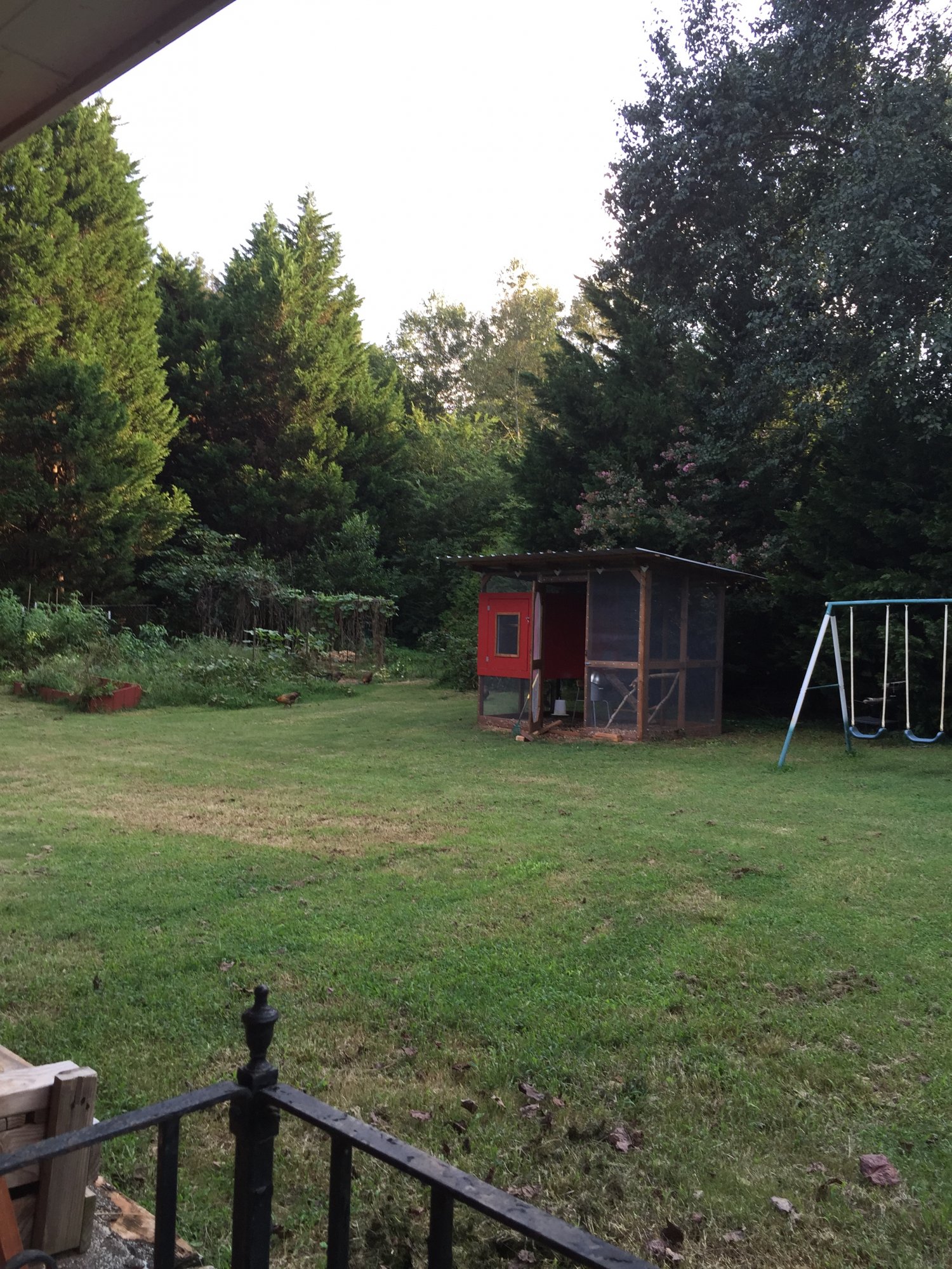 The Big Red Hen House | BackYard Chickens - Learn How to Raise Chickens