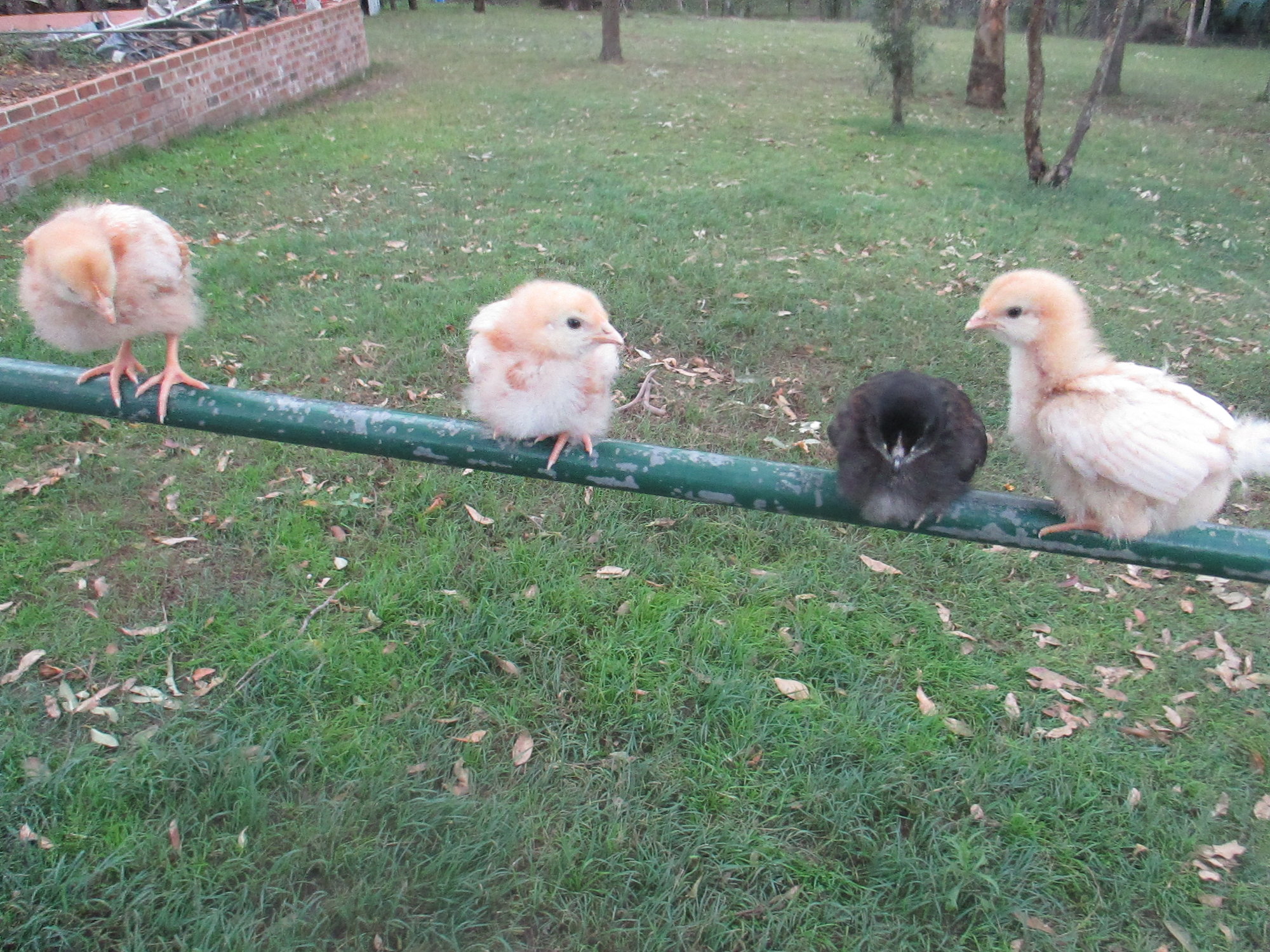 The Bond Brown | BackYard Chickens - Learn How to Raise Chickens