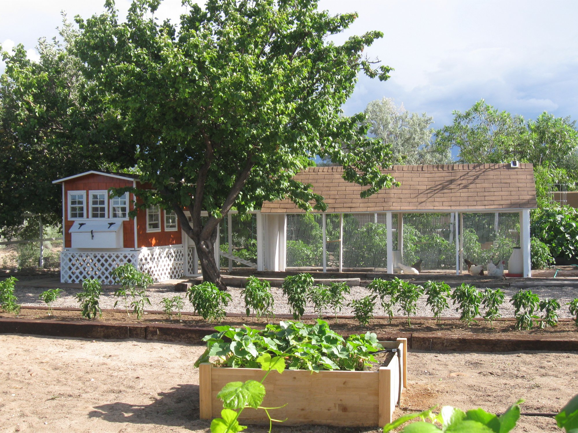 The Challenge Coop Project | BackYard Chickens - Learn How to Raise ...