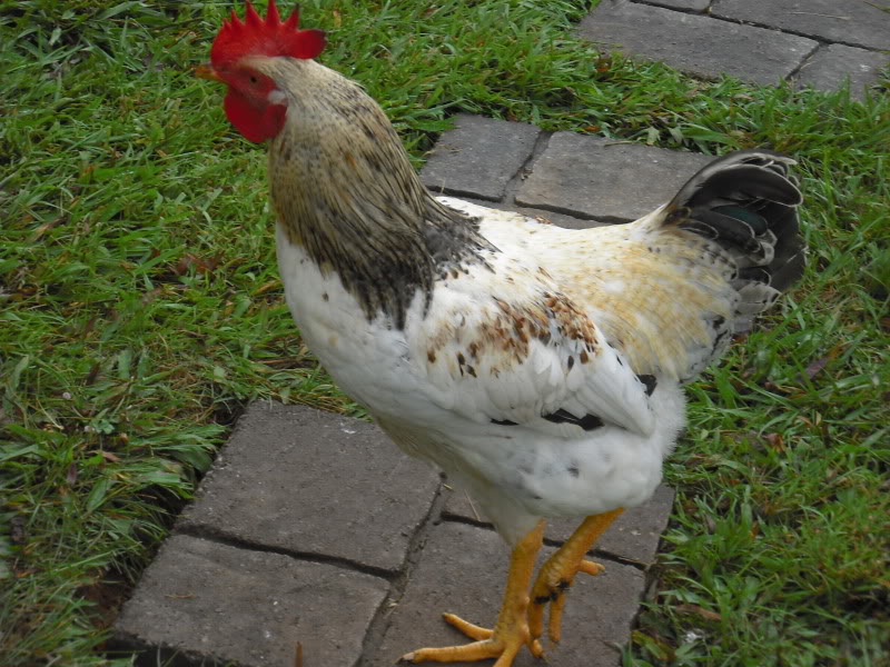 The Flock 4 | BackYard Chickens - Learn How to Raise Chickens