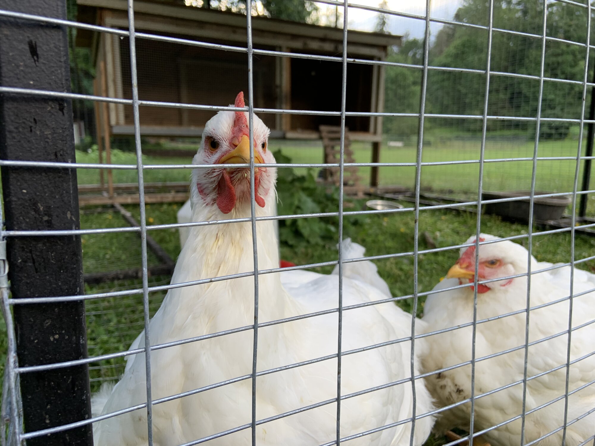 The "Fluffy Butt Hut" mobile coop | BackYard Chickens - Learn How to ...