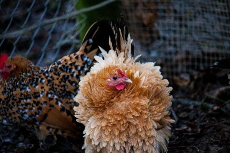 The Frizzle Cochin | BackYard Chickens - Learn How to Raise Chickens