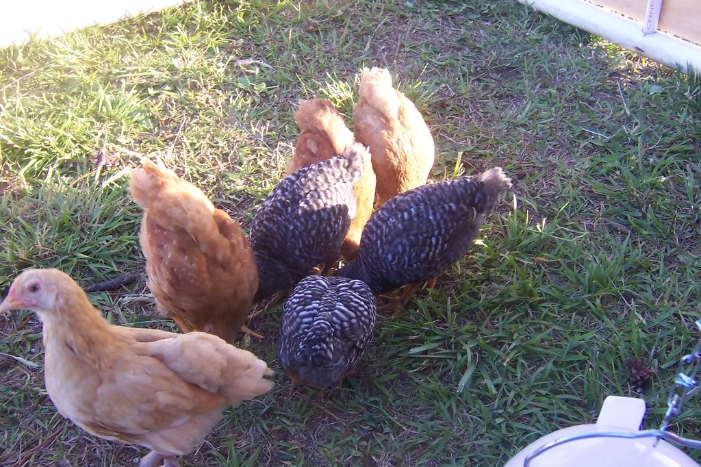 The Journey Backyard Chickens Learn How To Raise Chickens