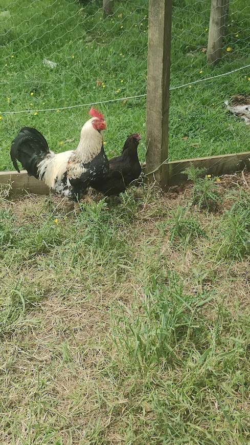 The Rooster Who Should Be Dead - But Isn't | BackYard Chickens - Learn ...