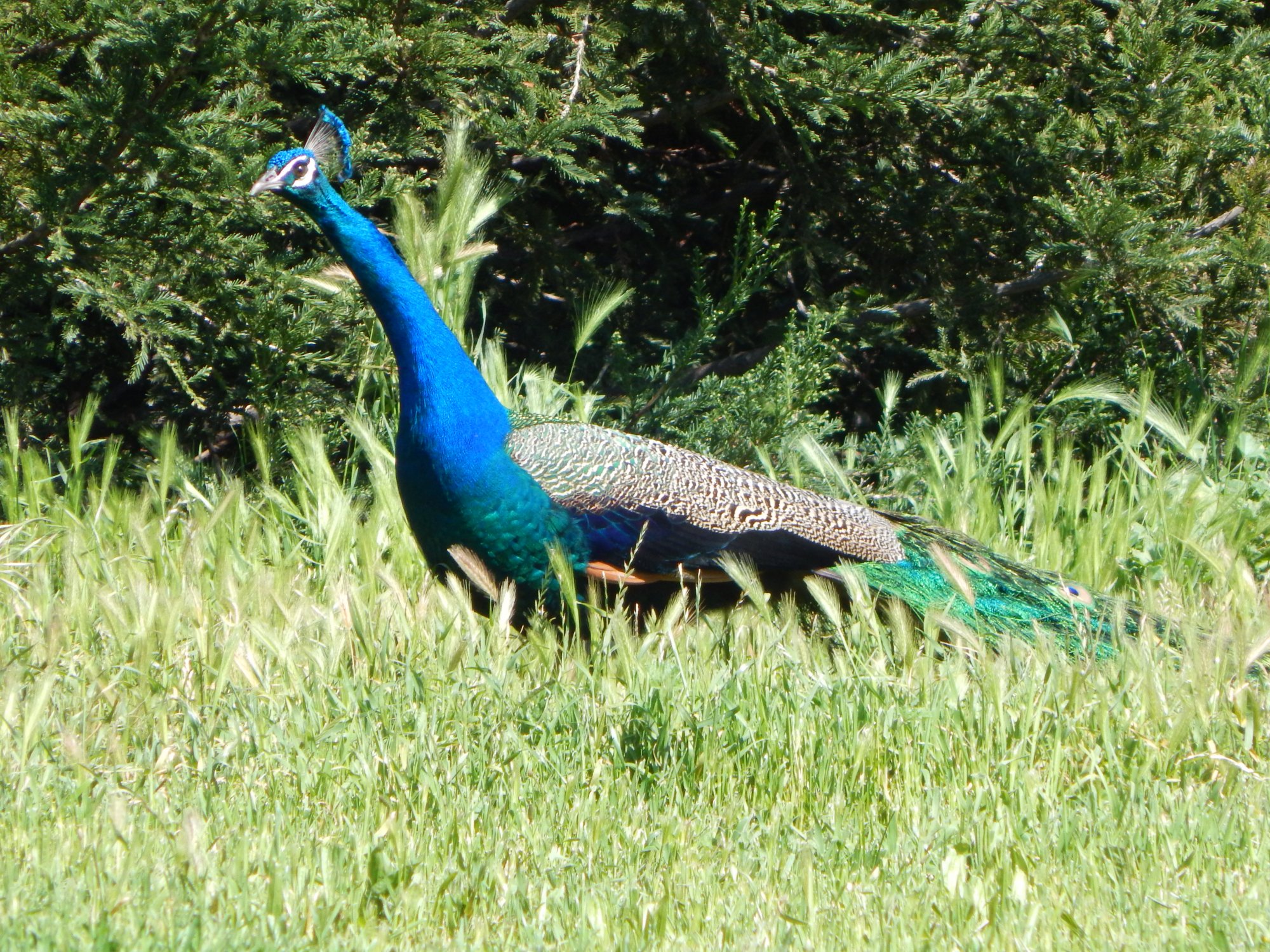 The Stray Peacock | BackYard Chickens - Learn How to Raise Chickens