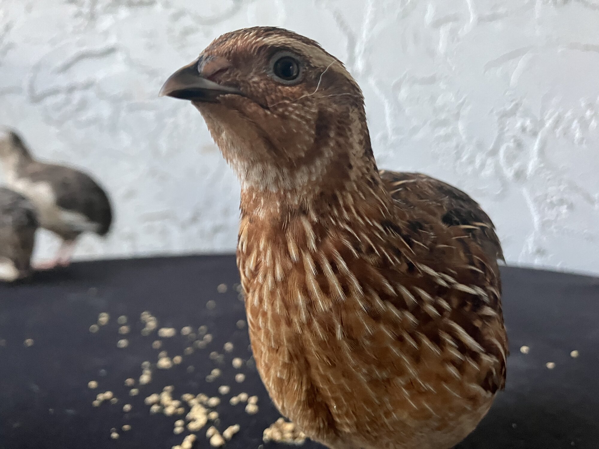 The Ultimate Poultry And Caged Bird Care Guide Housing Farming