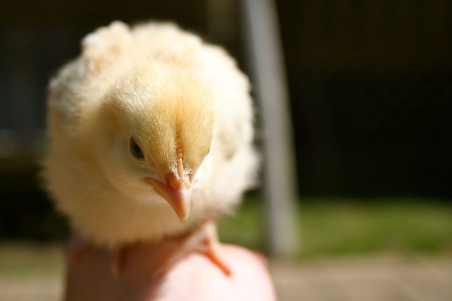 Tips For Successfully Sexing Your Chicks Backyard Chickens Learn