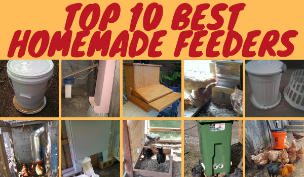 Top 10 Best Homemade Feeder | BackYard Chickens - Learn How to Raise ...
