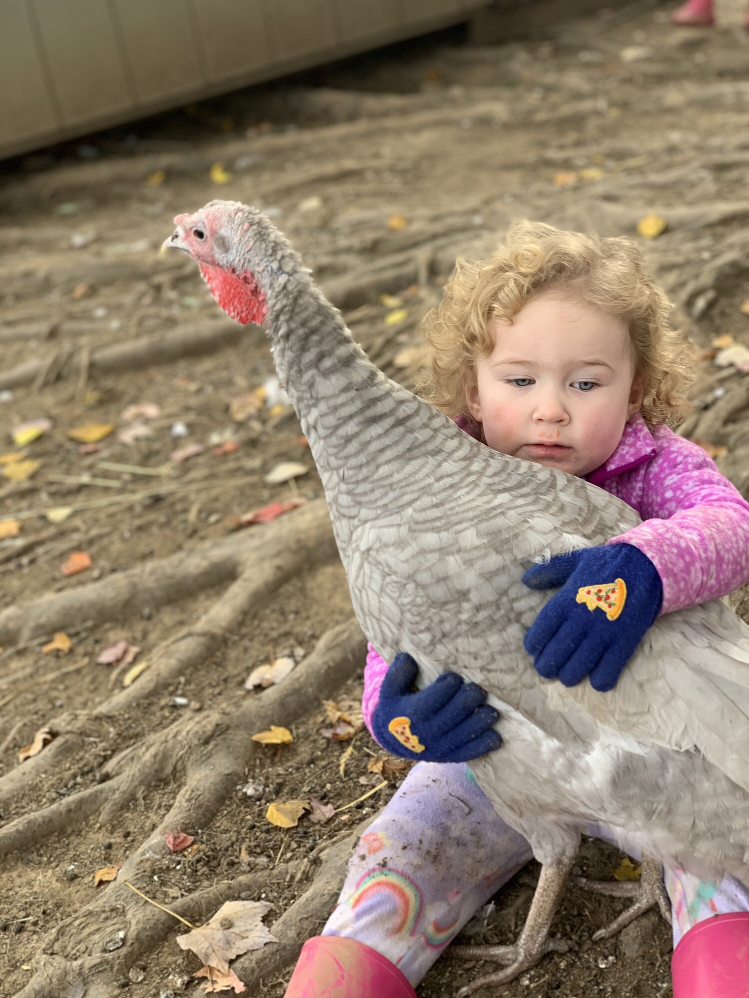 Turkey question | BackYard Chickens - Learn How to Raise Chickens