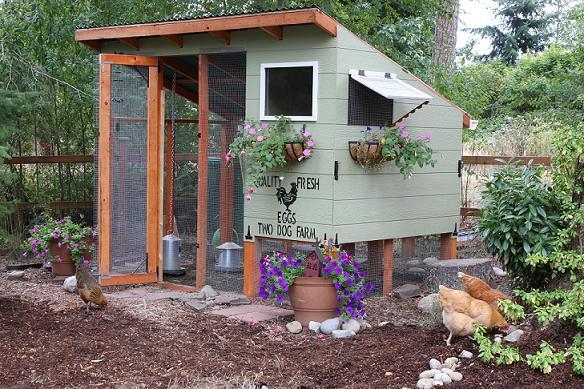 Two Dog Farm Chicken Coop | BackYard Chickens - Learn How to Raise Chickens