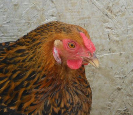 Understanding the Rose Comb Trait | BackYard Chickens - Learn How to ...