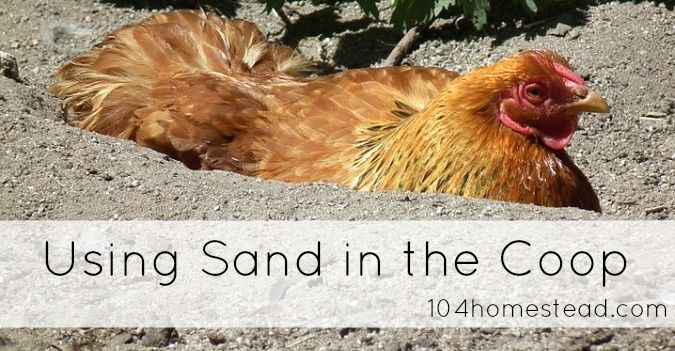Using Sand In the Chicken Coop | BackYard Chickens - Learn How to Raise ...