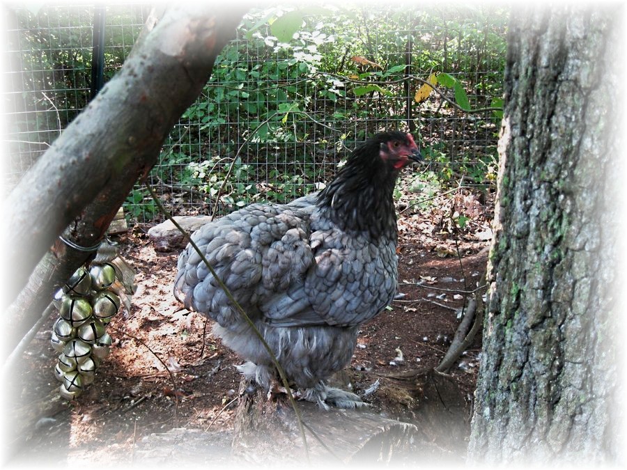 Vent Gleet aka Nasty Chicken Butt | BackYard Chickens - Learn How to ...