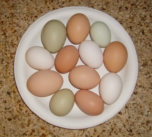 We Have Eggs | BackYard Chickens - Learn How to Raise Chickens