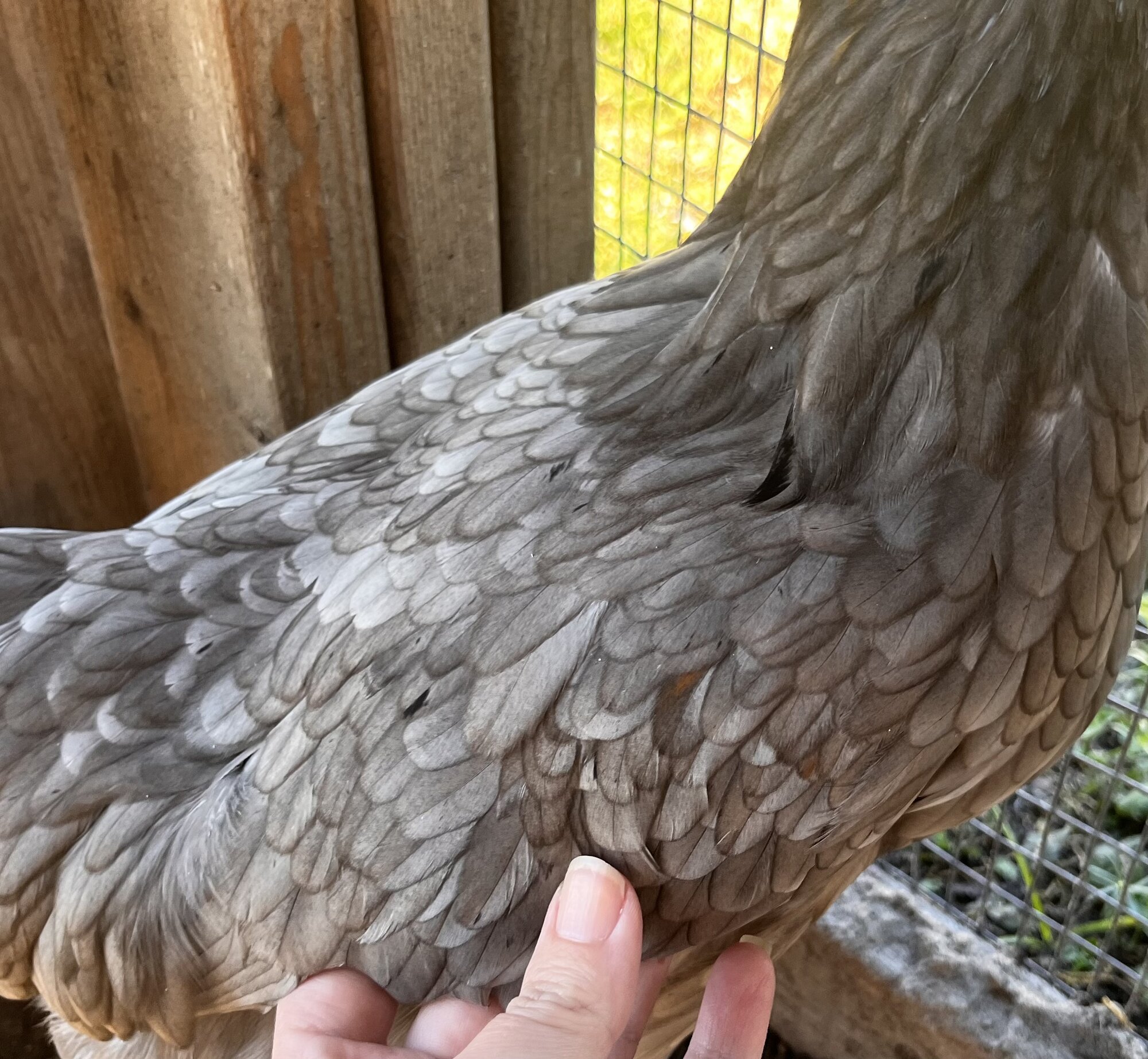 What Breed Backyard Chickens Learn How To Raise Chickens