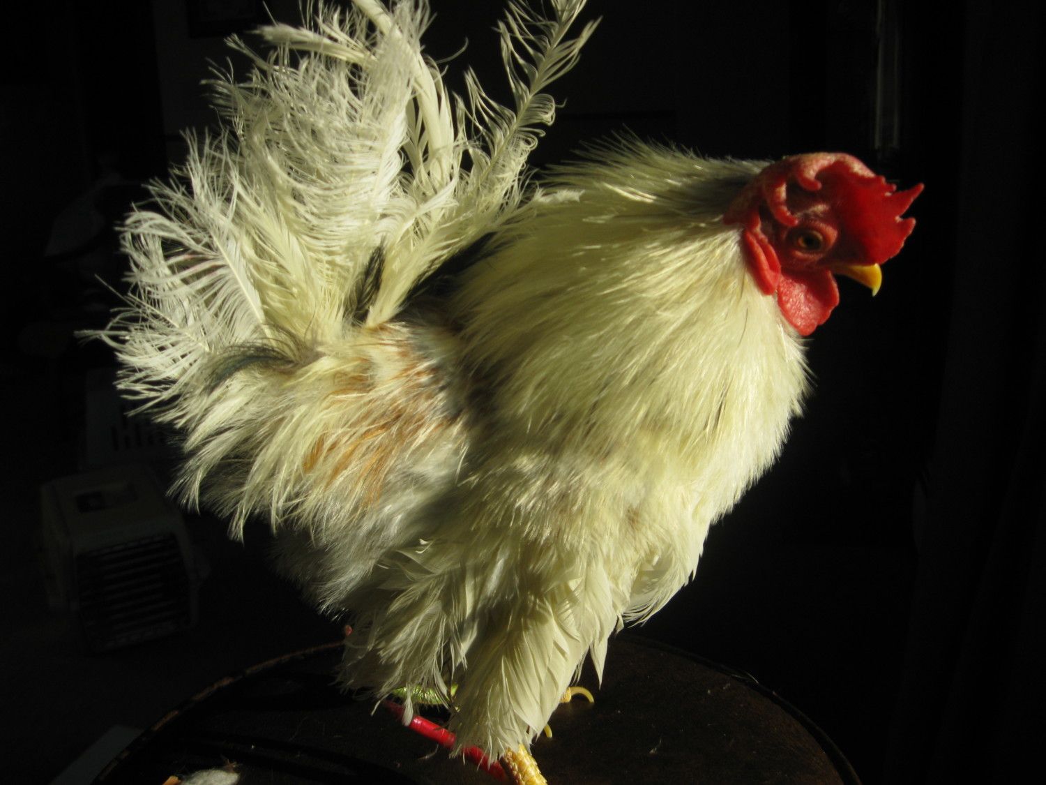 Why Keep House Chickens? Three Misconceptions About Having Chickens in ...