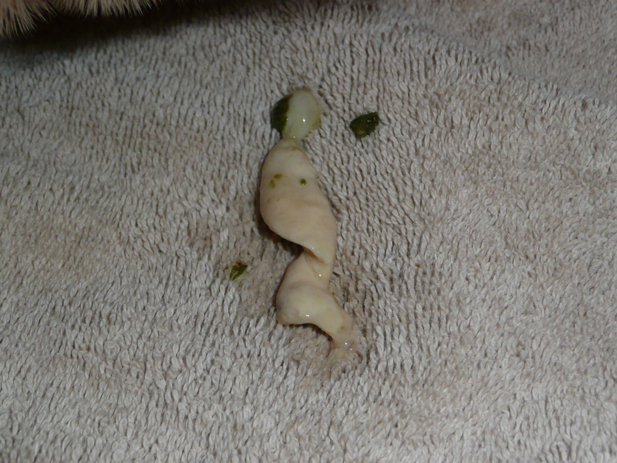 Jelly looking blob of poop that is super smelly, please tell me what ...