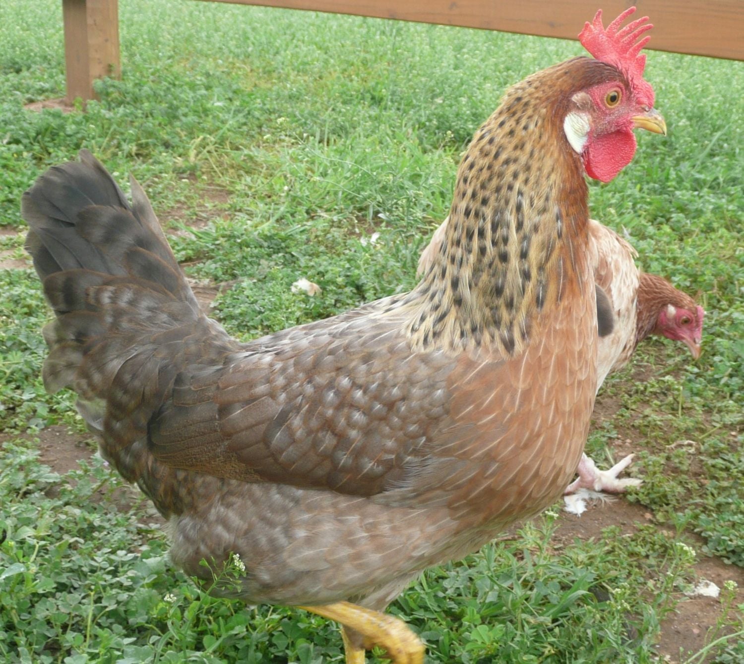 The Legbar Thread! - Page 79