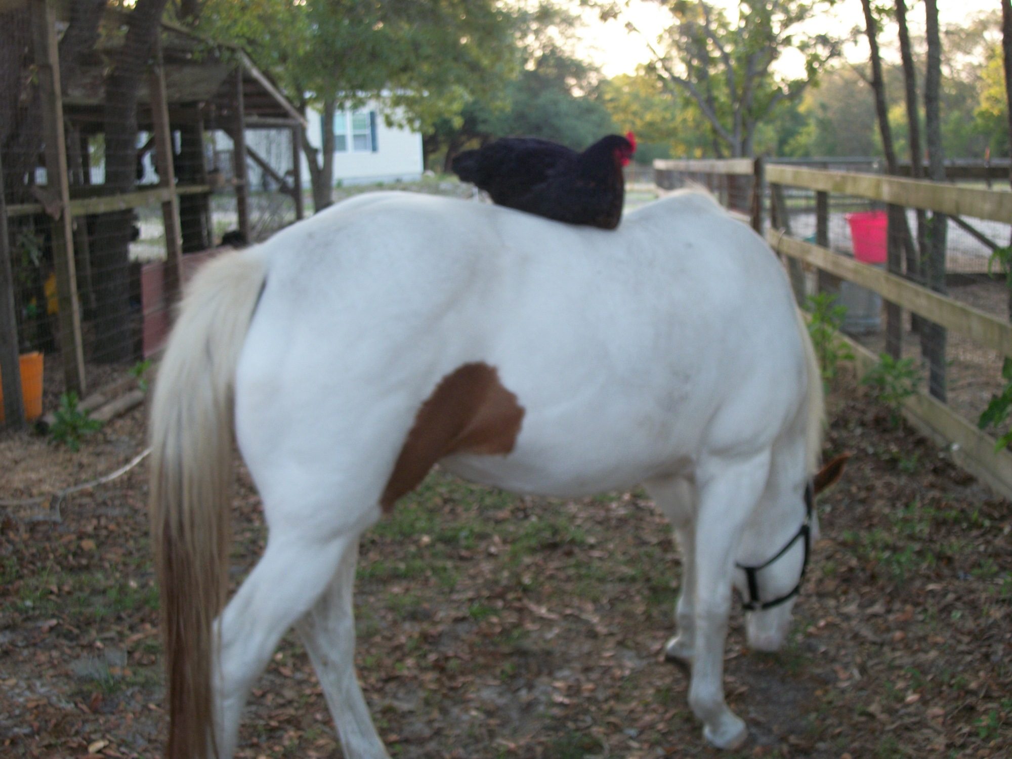 That's right, that is a chicken on a horse. - BackYard Chickens Community