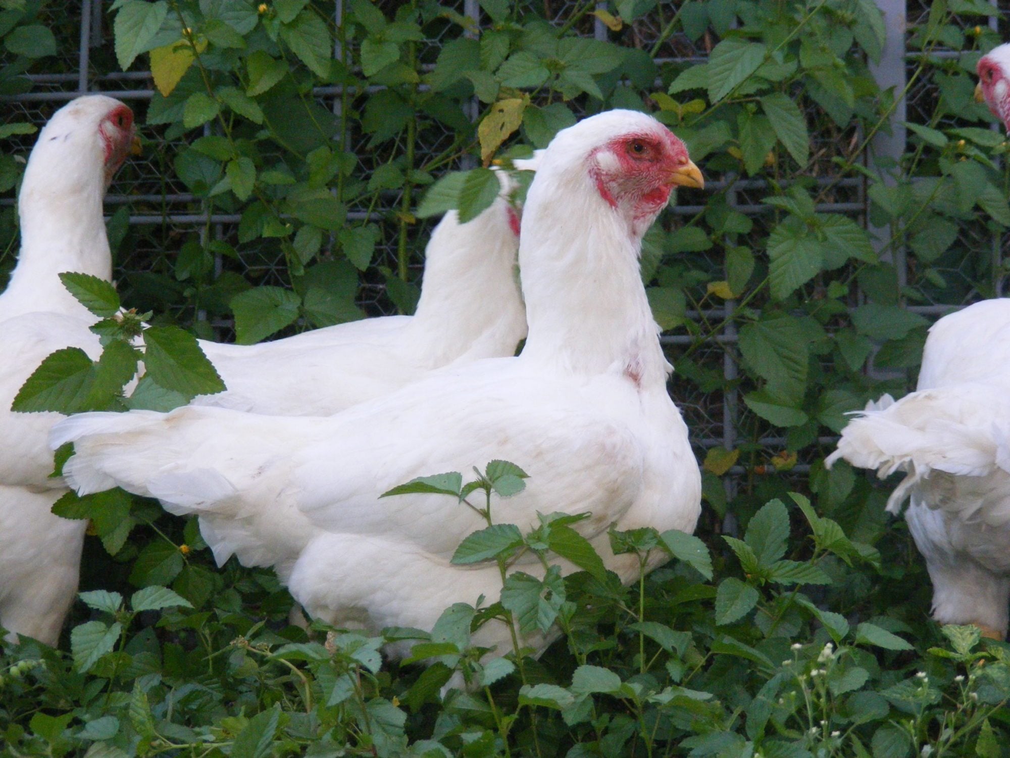 Standard Cornish Chickens