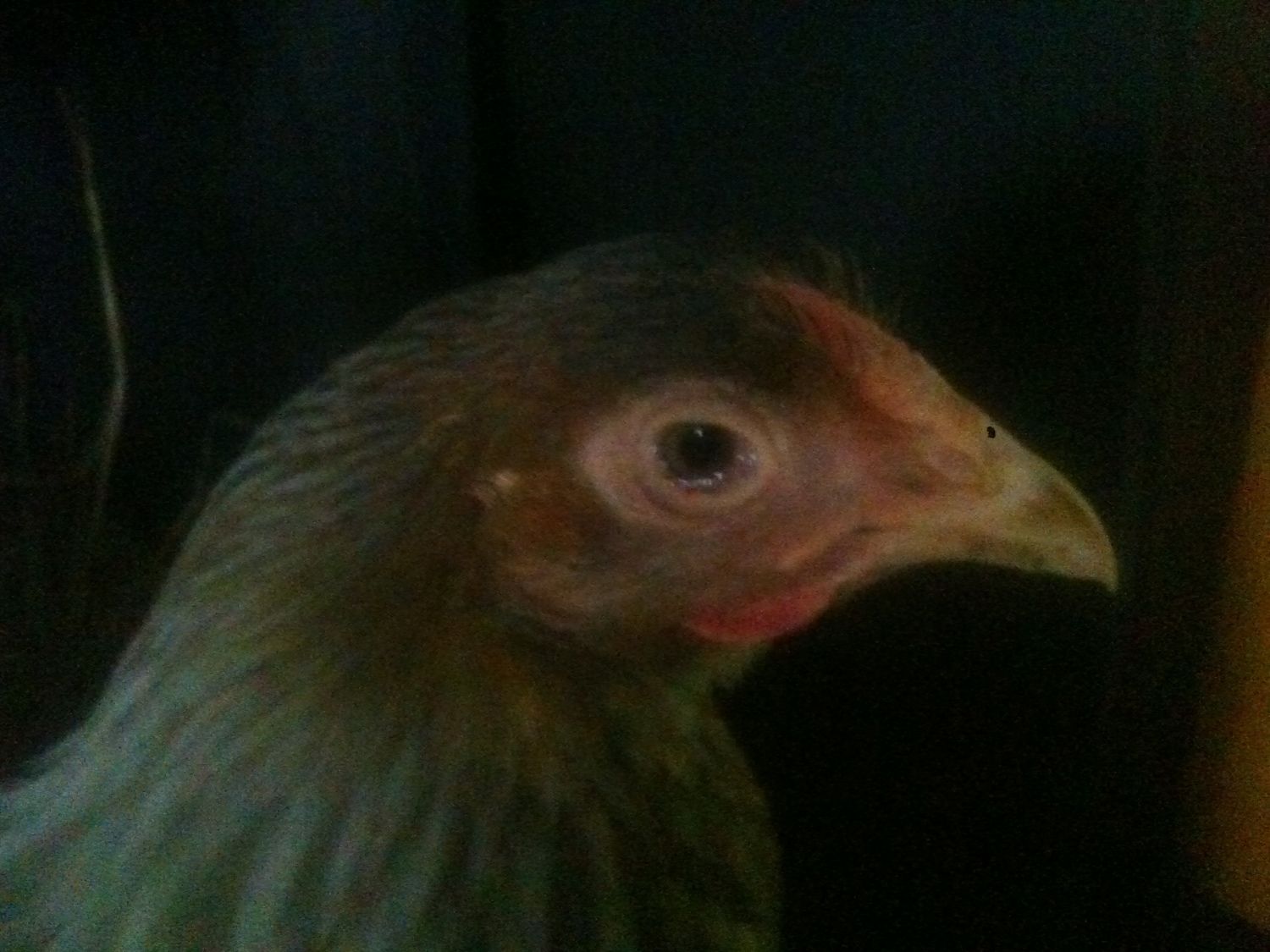 watery eye, crusty beak, sneezing | BackYard Chickens - Learn How to ...