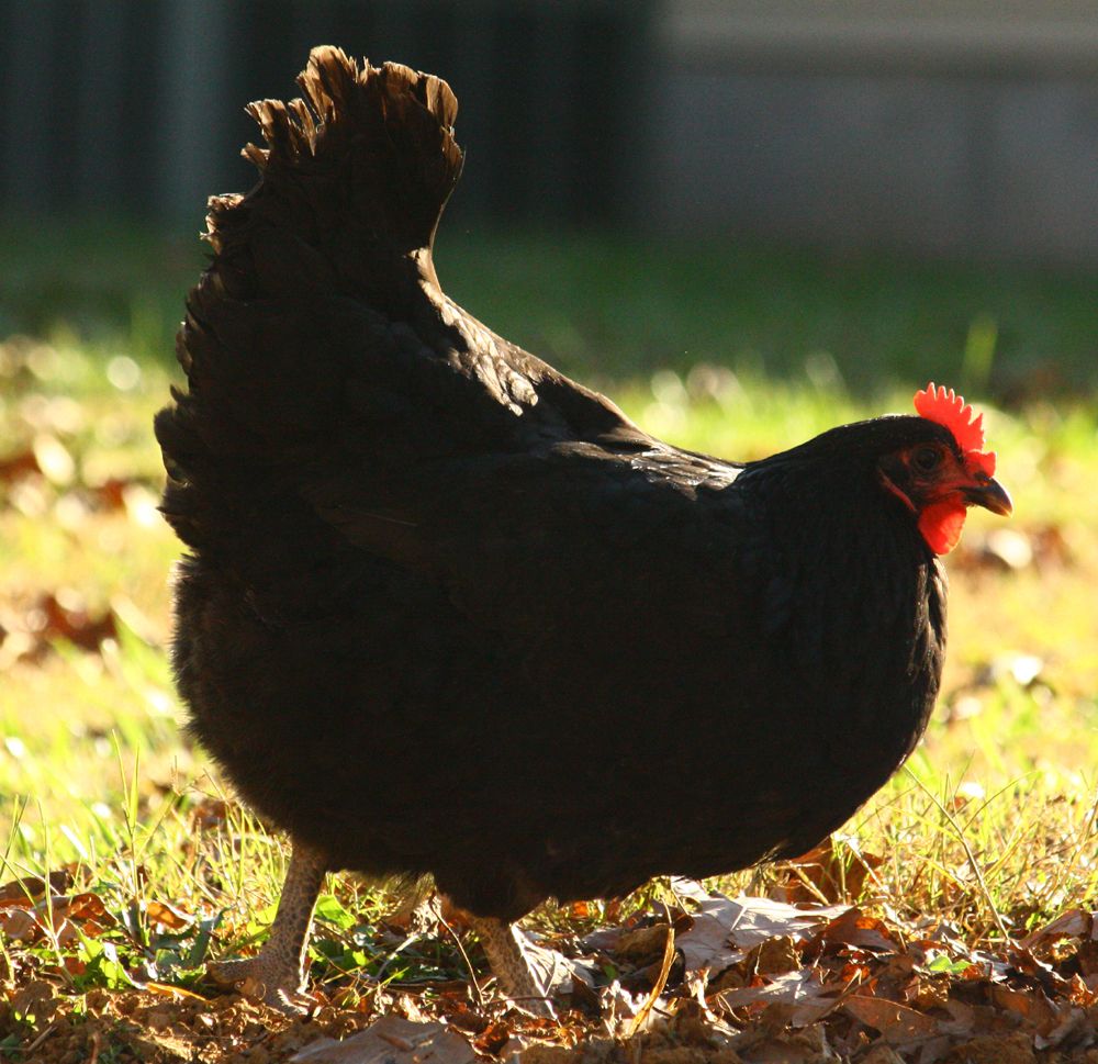 Australorp
