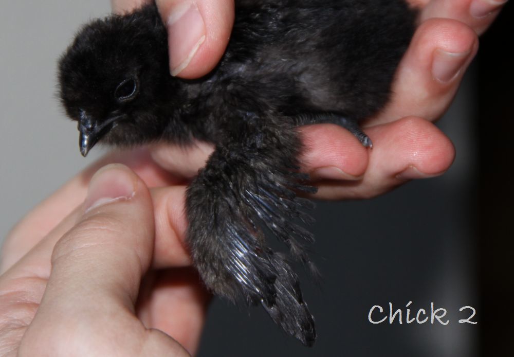 Wing Sex My Chicks! | BackYard Chickens - Learn How to Raise Chickens