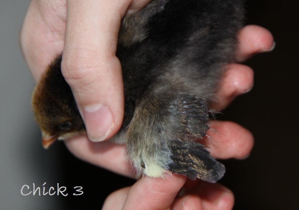 Wing Sex My Chicks! | BackYard Chickens - Learn How to Raise Chickens