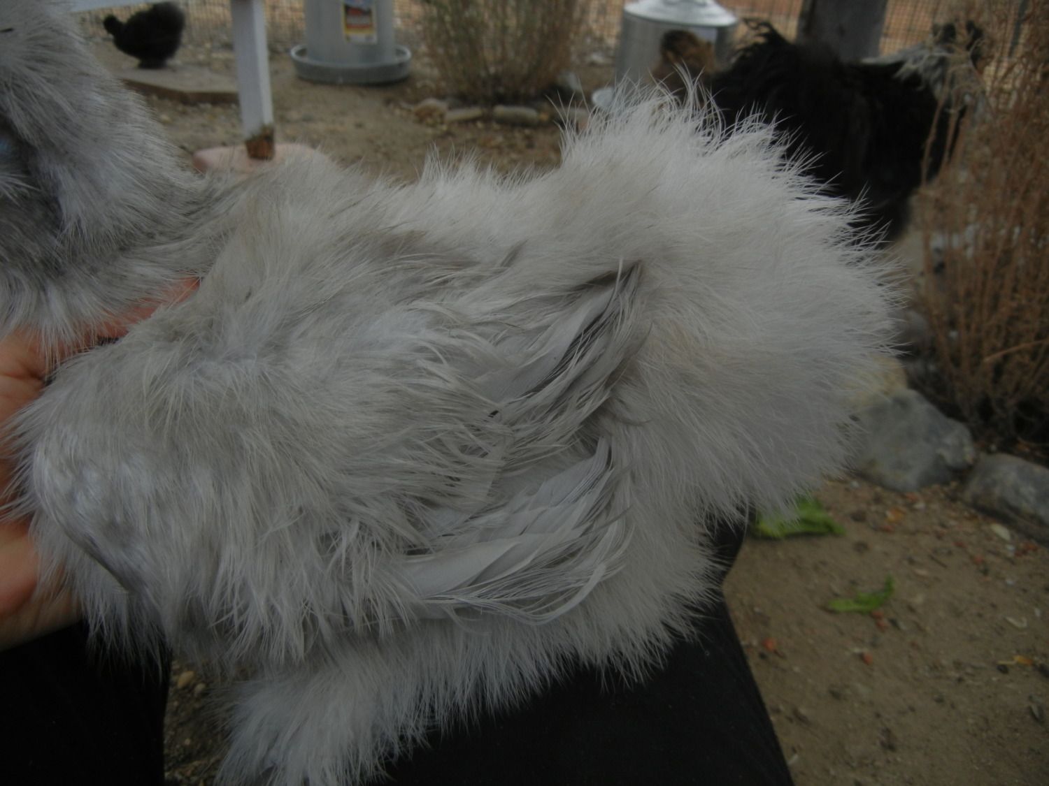 split wing in lavender silkie | BackYard Chickens - Learn How to Raise ...