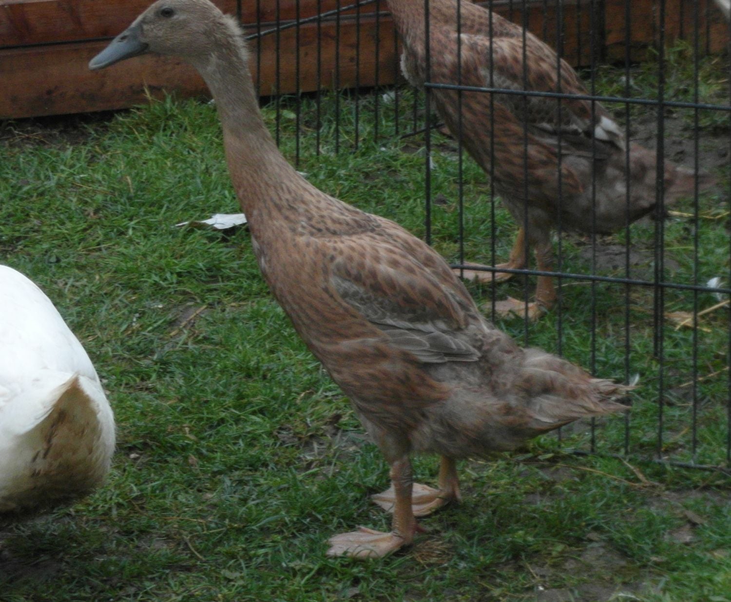 Angel wing in ducks, & how we wrap to mend it - Pictorial | Page 5 ...