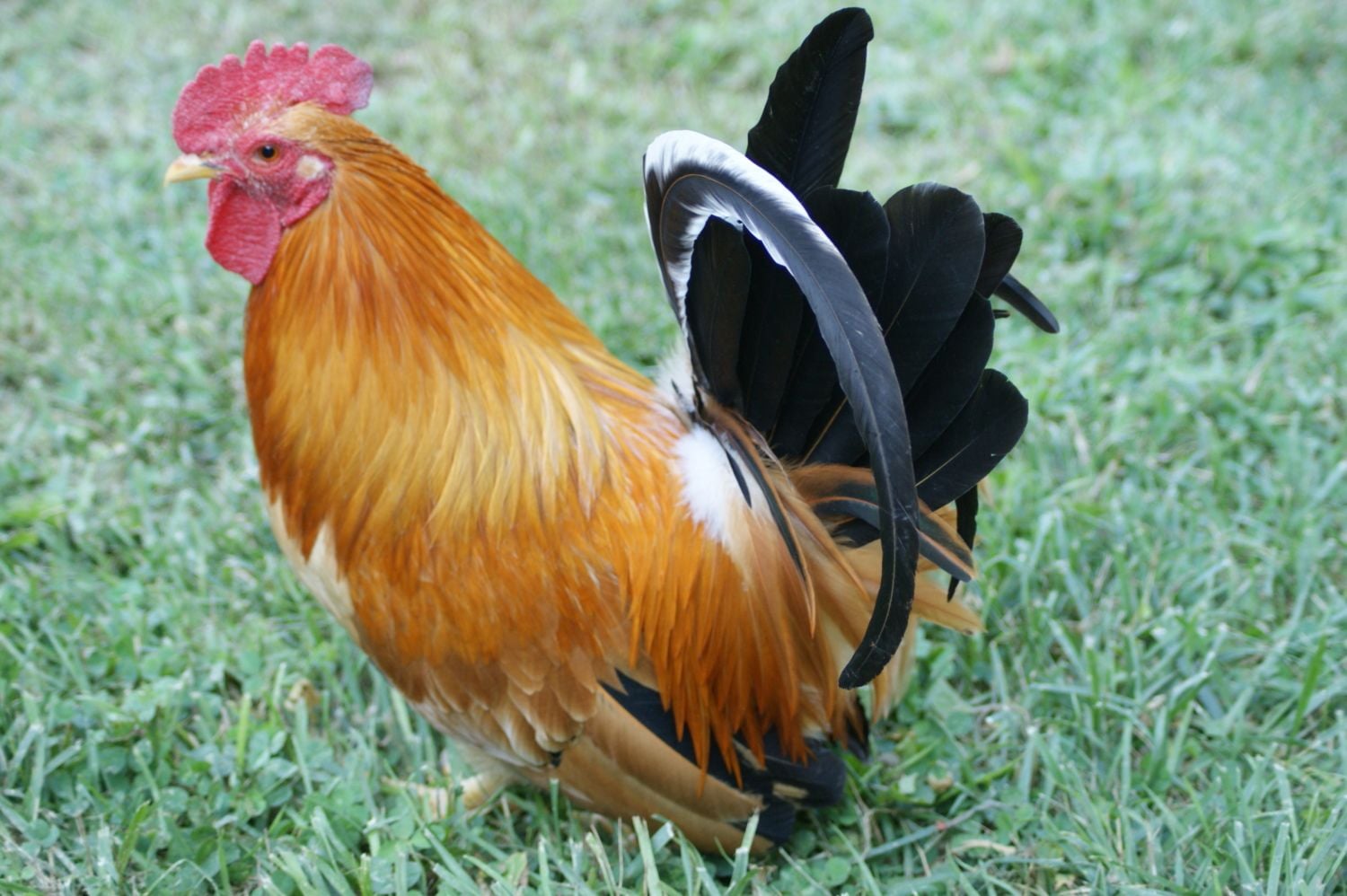 Japanese bantams | BackYard Chickens - Learn How to Raise Chickens