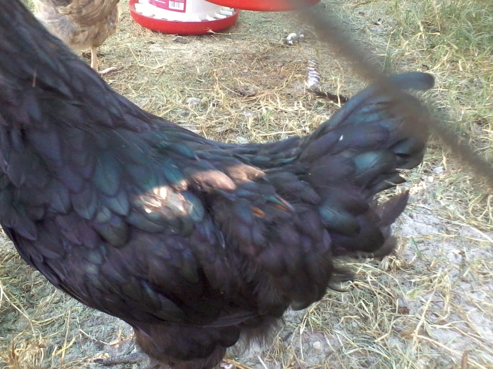 Are these hackle and saddle feathers rooster-like?