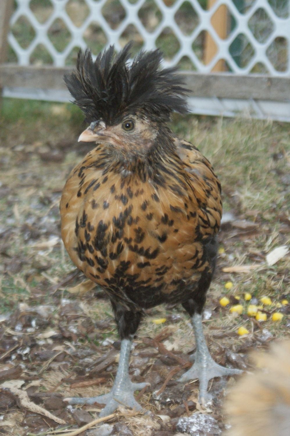 Golden Polish Rooster