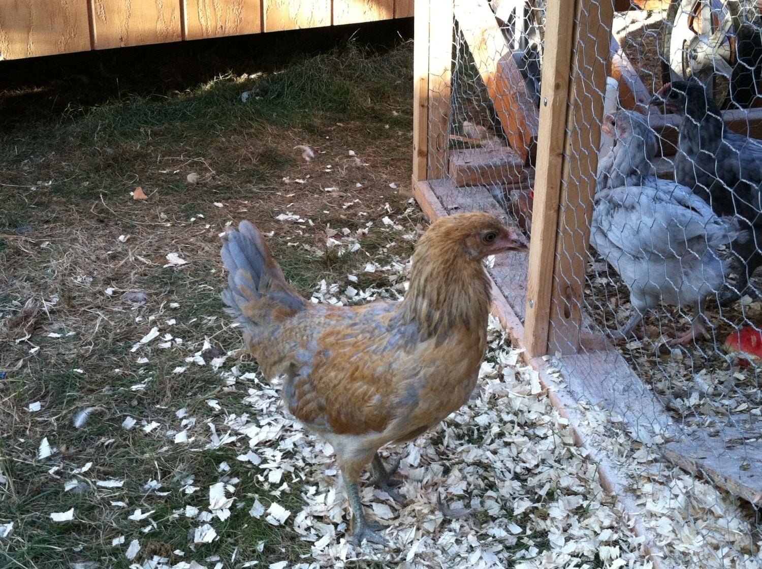 EE Pea Comb - boy or girl? | BackYard Chickens - Learn How to Raise ...