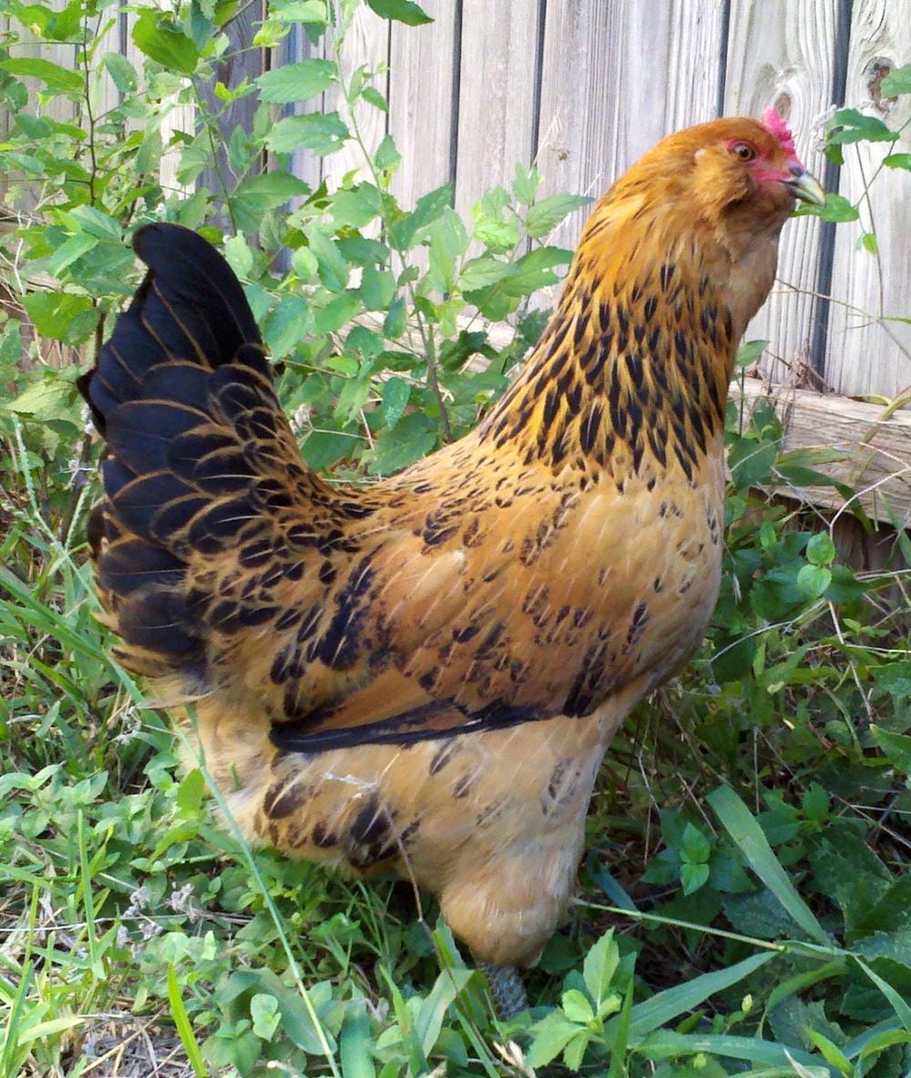 Easter Egger Rooster Temperament
