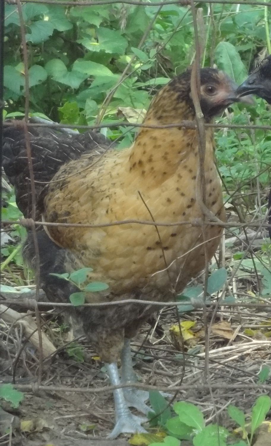 Mutt chick---any idea what this mixed up bird is? | Page 2 | BackYard ...