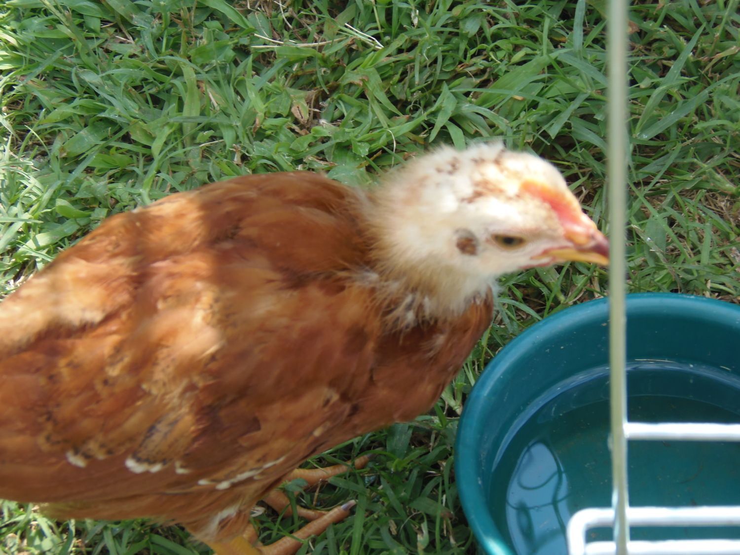 8 weeks old chicks can u tell roos or hen ??? | BackYard Chickens ...