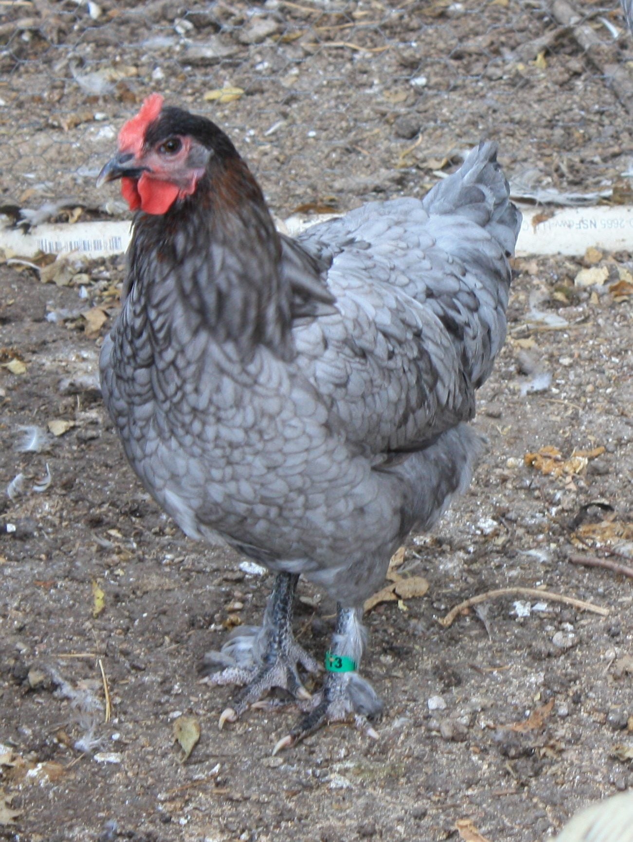 Blue Copper and Splash Copper Marans Discussion | Page 4 | BackYard ...